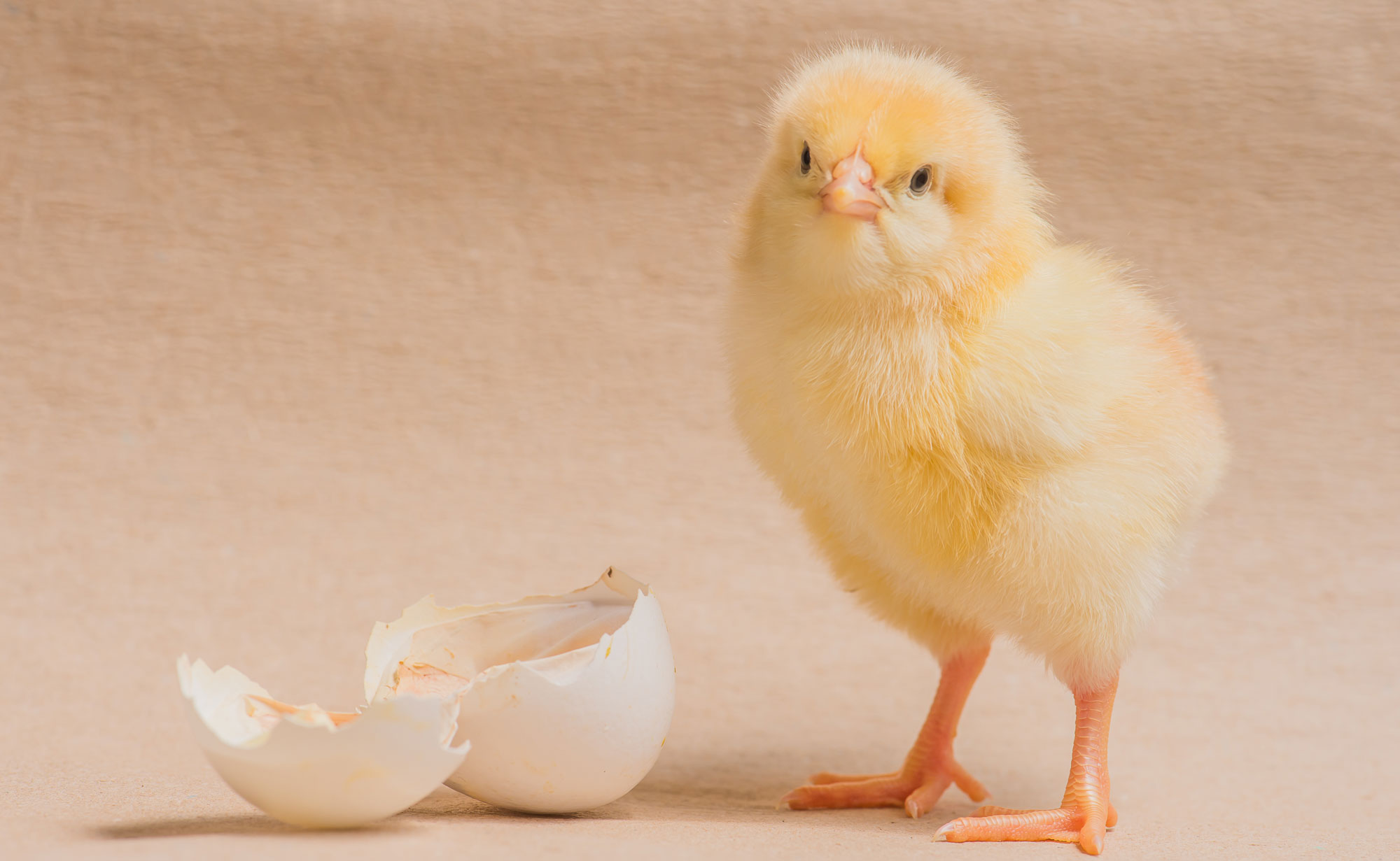 Novogen Layers, apporteur de solutions en génétique avicole