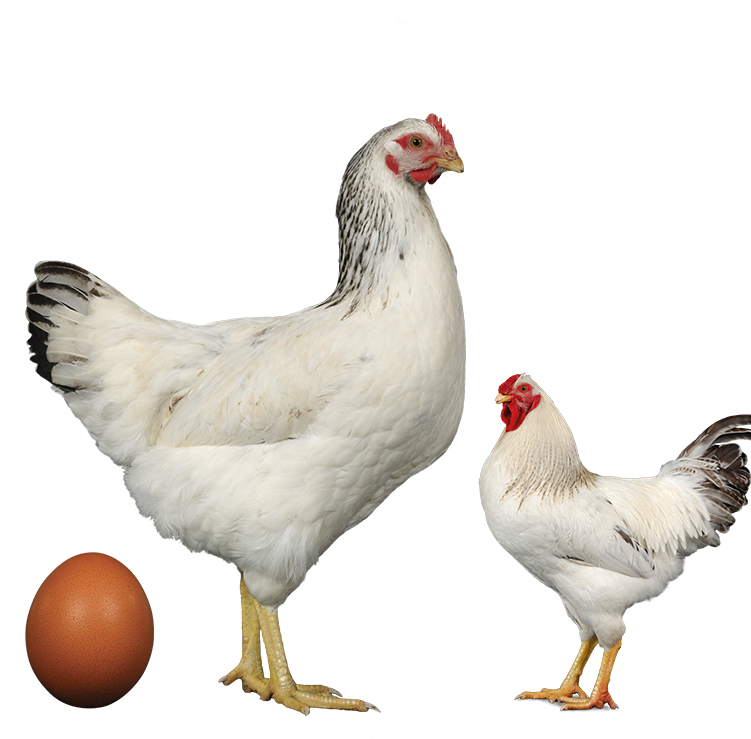 Color Sussex - Novogen Layers