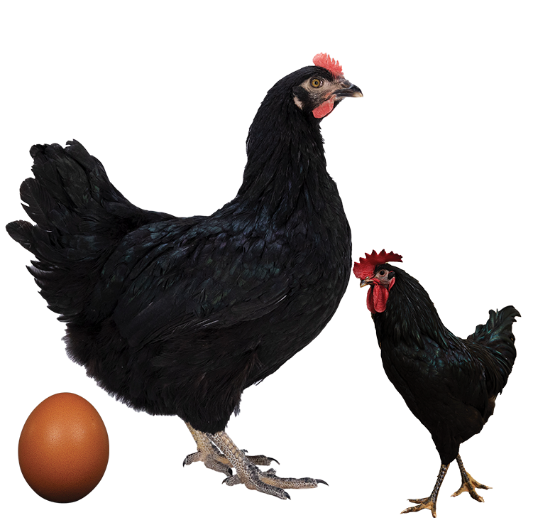 Color Black - Novogen Layers